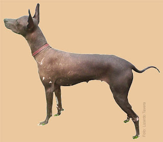 dog world: el perro viringo : perú